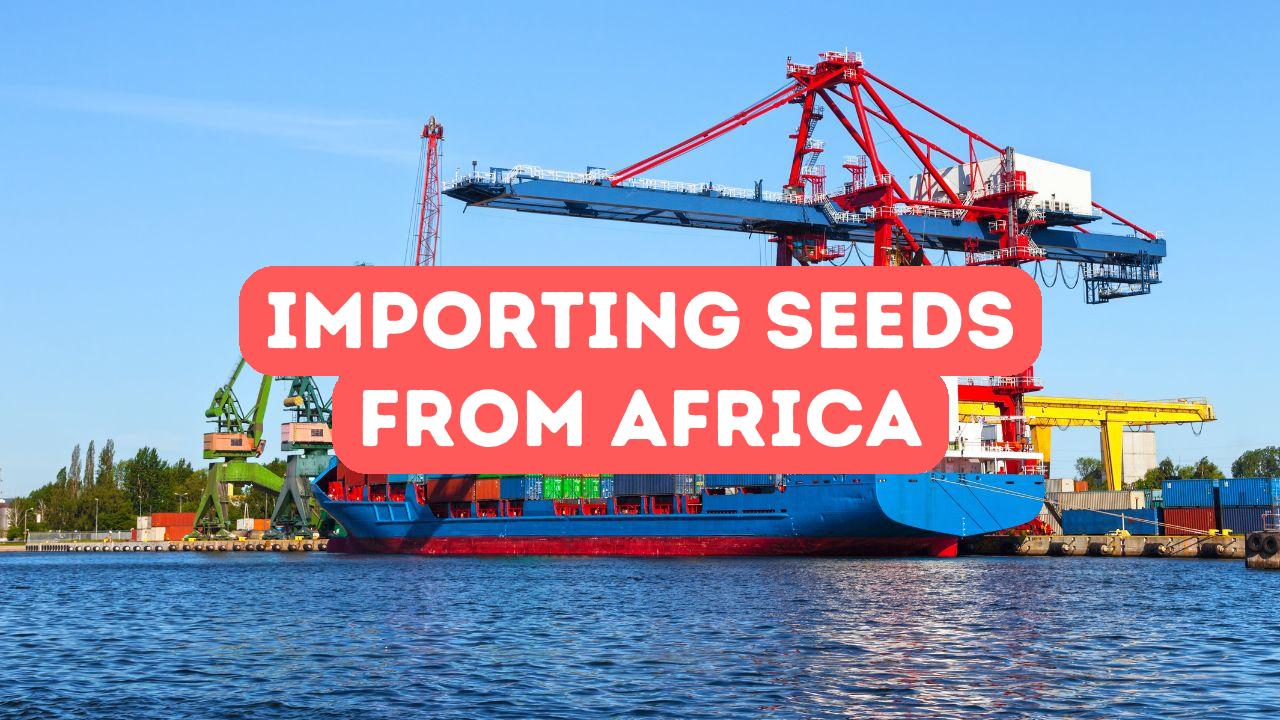 Importing Seeds from Africa - Istanbul Africa Trade Company